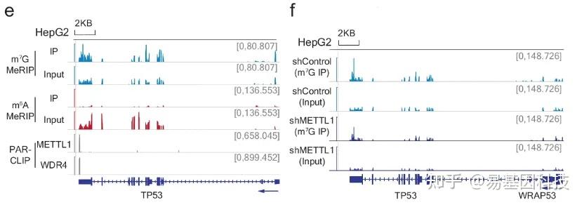RNA甲基化修饰整体研究方案——m6A、m5C、m1A、m7G、ac4C、RNA与蛋白互作（RIP） - 知乎