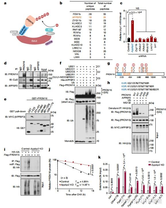 Nature丨抑制CUL2-APPBP2可促进米色脂肪生物发生、抵抗肥胖 - 知乎