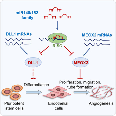 2023年10篇干细胞高分文献速递（上） - 知乎