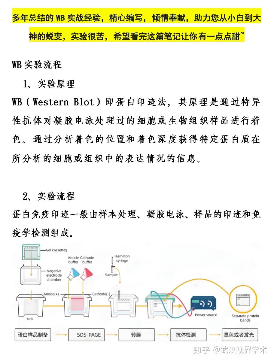 看懂这份WB实验详细教程--小白也能变高手！ - 知乎