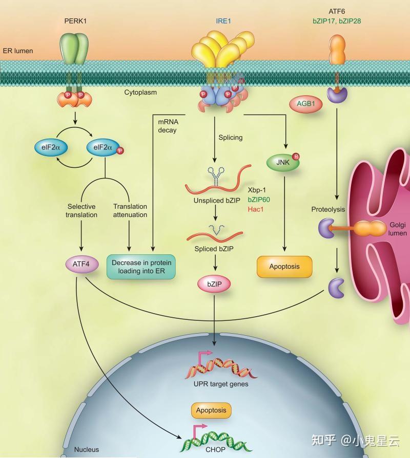 Nat Cell Biol: 内质网相关RNA沉默(ERAS)的发现 - 知乎