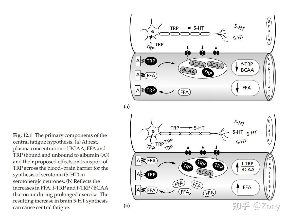 血清素（5-HT）和因运动（exercise-induced）产生的神经疲劳（CNS Fatigue）的笔记 - 知乎