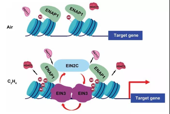 Plant Cell | 乔红团队揭示乙烯信号传导表观遗传调控新机制 - 知乎
