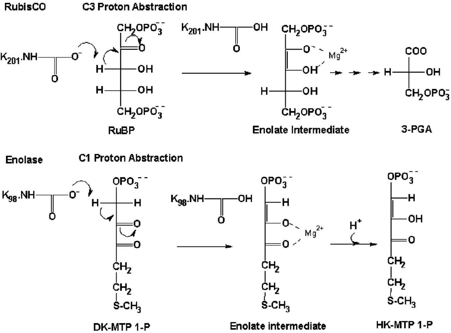 聊聊RuBisCO - 知乎