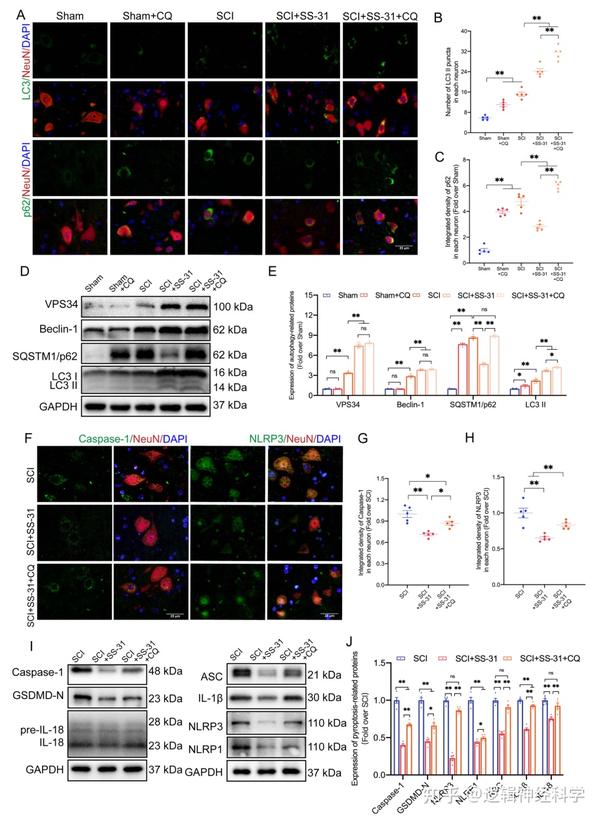 J Neuroinflammation︱周凯亮/倪文飞团队揭示线粒体靶向抗氧化肽治疗脊髓损伤的新机制 - 知乎