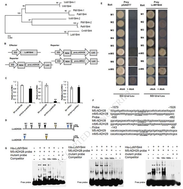 【Plant Physiol】由MYB44转录因子调控的乙醇脱氢酶是樟科柠檬醛生物合成的基础 - 知乎