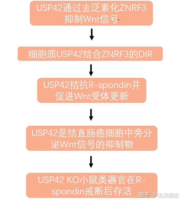 USP42保护ZNRF3/RNF43免受R-spondin依赖性清除并抑制Wnt信号 - 知乎