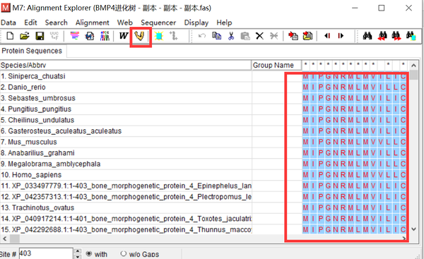 如何利用MEGA构建系统进化树？ - 知乎