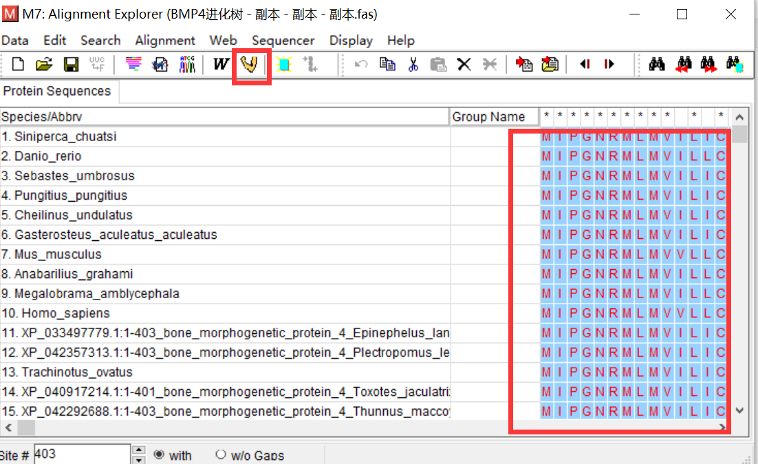 如何利用MEGA构建系统进化树？ - 知乎