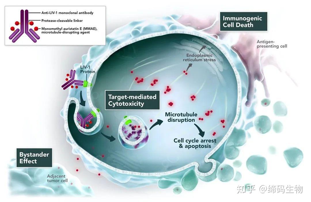 锌转运蛋白LIV-1能否带来“锌”机遇？ - 知乎