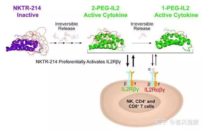 革命性新药NKTR-214；联合PD-1治疗实体瘤72﹪肿瘤缩小 - 知乎