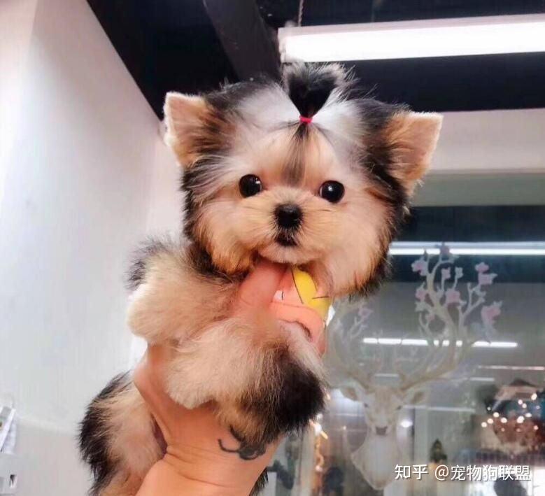 “约克夏”为什么越来越多人养？这几点实在太“吃香”了！ - 知乎