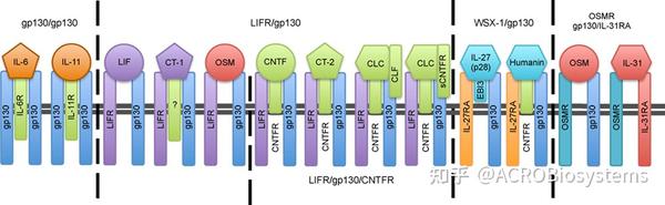 【靶点新势力】炎症导向型IL-31，前路漫漫亦灿灿 - 知乎