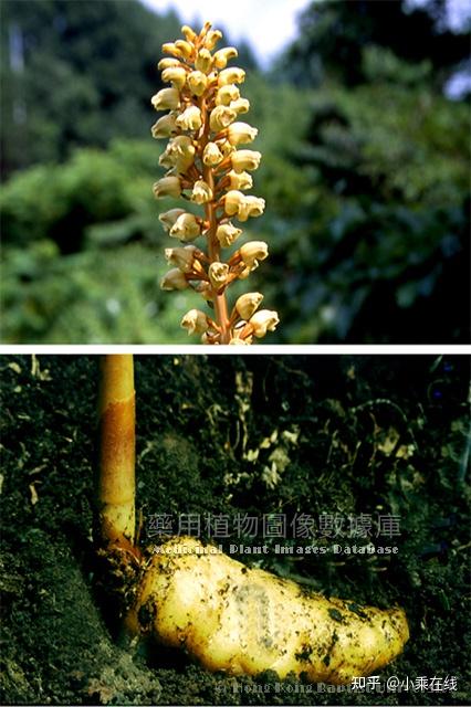 天麻（中药材资料、植物图像、含天麻的中成药） - 知乎