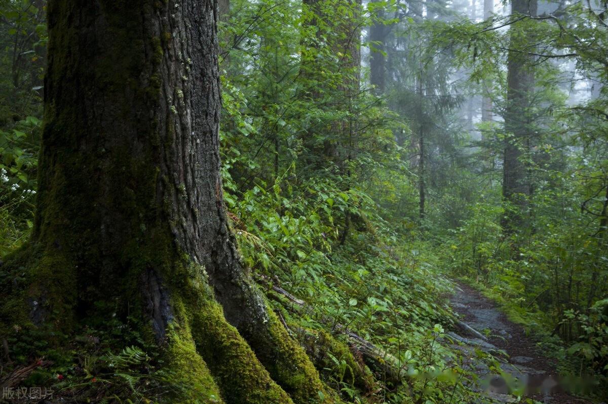 原始森林是什么样子的？原始森林有哪些显著特征？ - 知乎