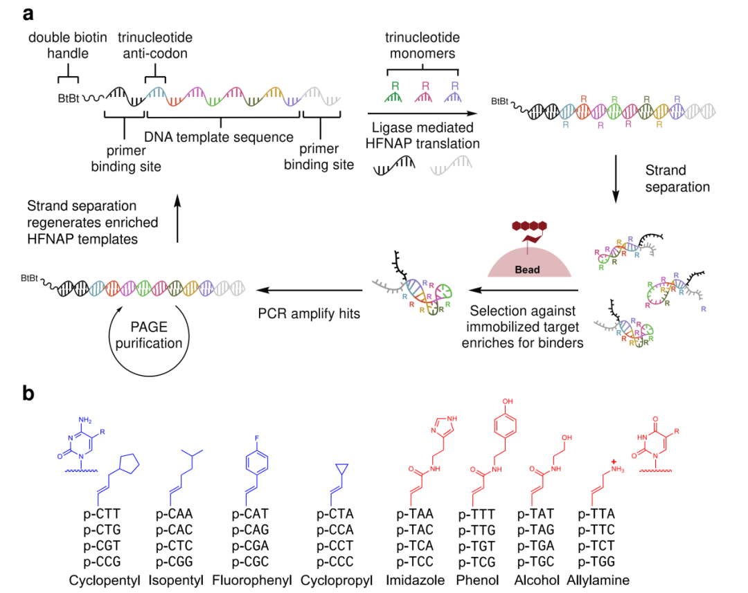 Nat. Commun. | 核酸聚合物生成，机器学习来帮忙 - 知乎
