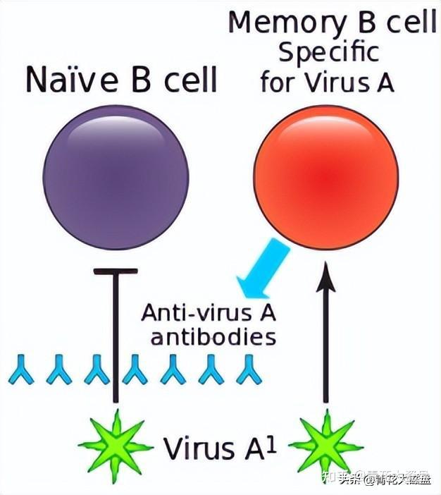 科普下疫苗中可能出现的抗原原罪和ADE反应 - 知乎
