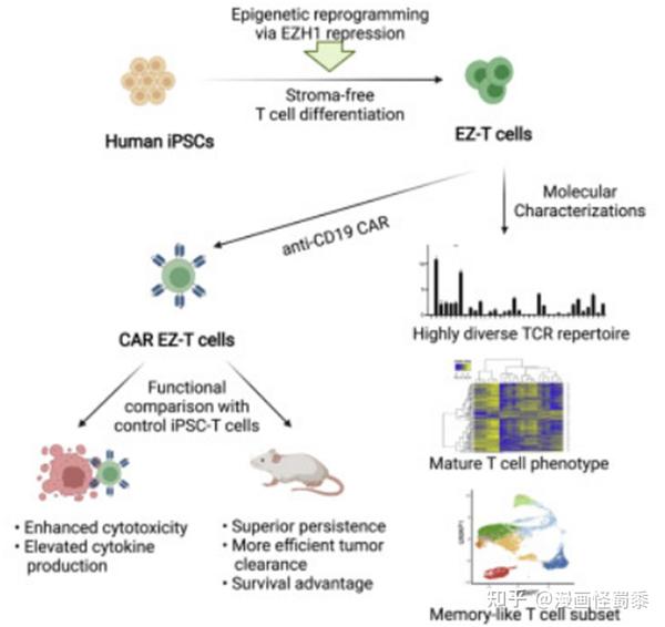 CAR-T细胞治疗最新研究进展（2022年8月） - 知乎