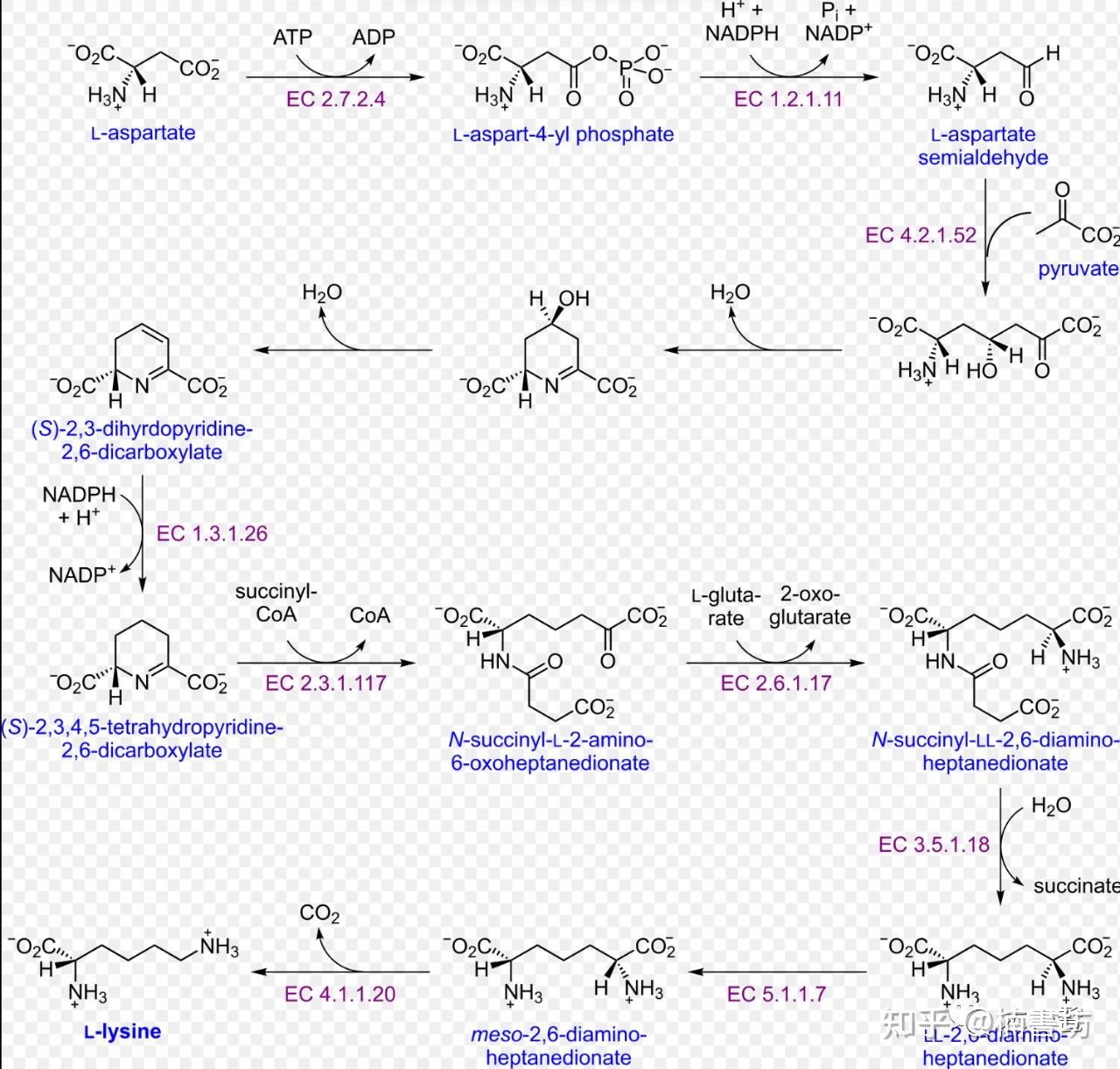 氨基酸结构式与分类 - 知乎