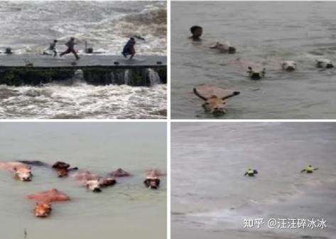 文献阅读：RescueNet: YOLO‑based object detection model for detection and counting of flood survivors ...