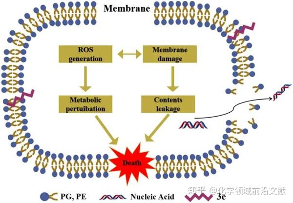 郑州大学张恩课题组EJMC：双芳香族核连接抗菌肽模拟物的开发：取代基位置显著影响抗菌活性和溶血毒性 - 知乎