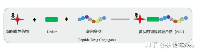 多肽偶联药物（PDC）的具体介绍 - 知乎