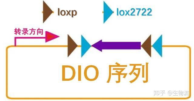 基因的时间开关——CreERT系统 - 知乎