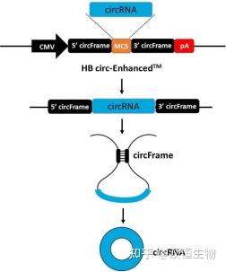 circRNA过表达与干扰研究攻略 - 知乎