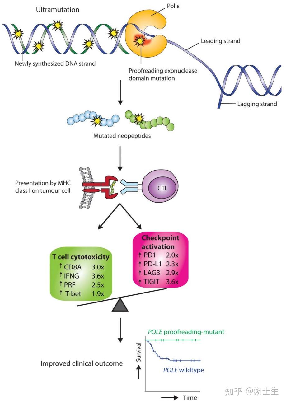 再谈POLE/POLD1 - 知乎