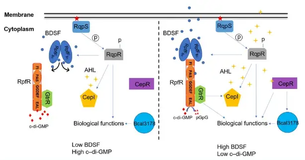 项目文章 | Cell Reports&ChIP-seq和RNA-seq联合鉴定伯克霍尔德氏菌毒性的重要调节因子 - 知乎