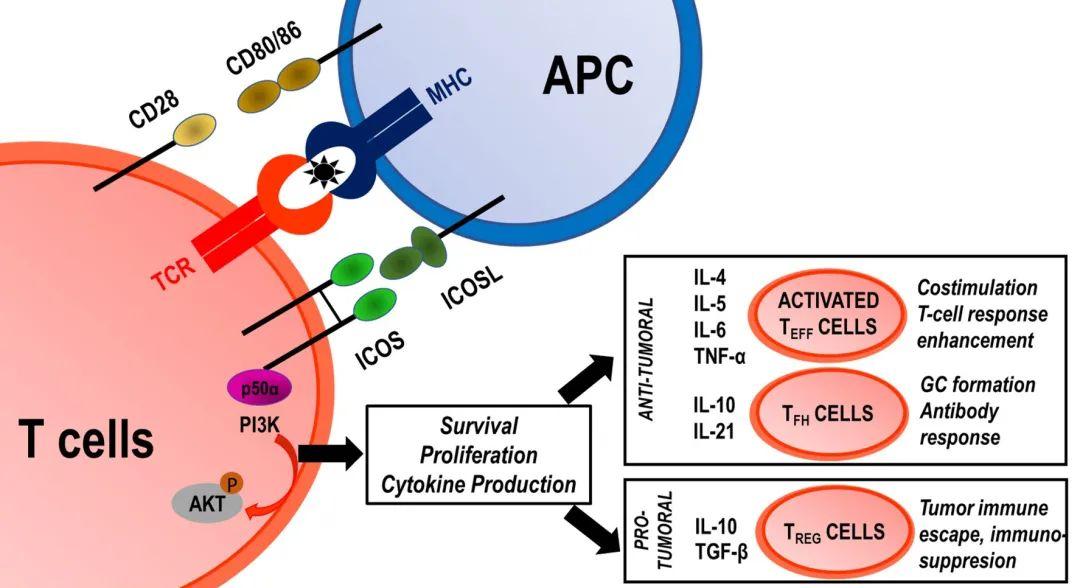靶点布局 | ICOS靶点能否成为肿瘤免疫治疗的新星？ - 知乎