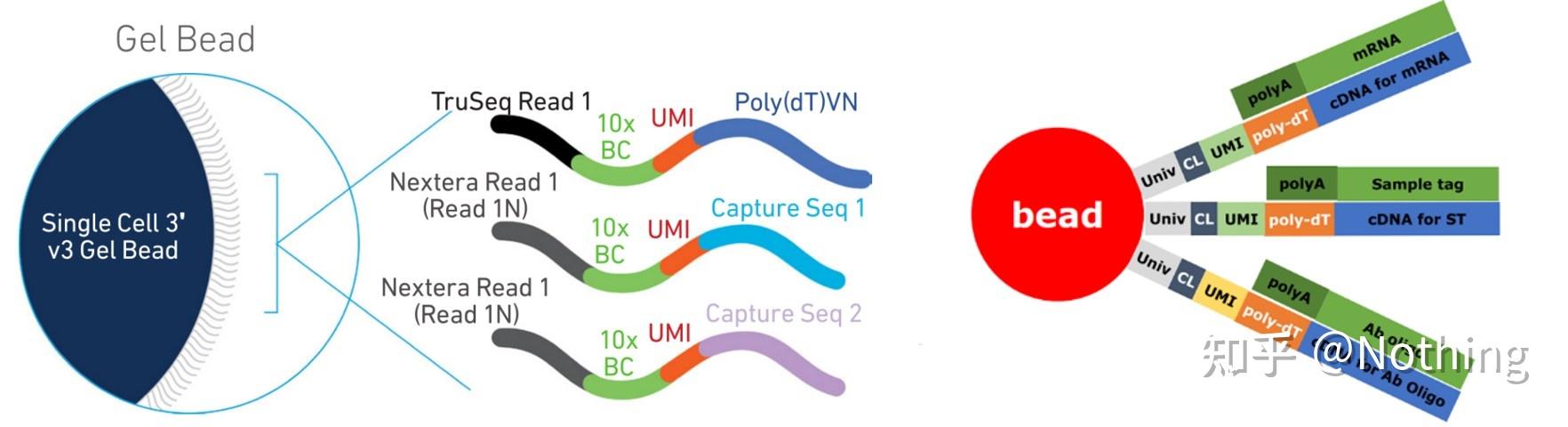单细胞测序系统：BD Rhapsody，10X Genomics - 知乎