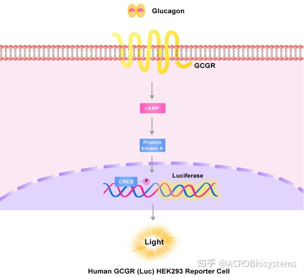 【全球首个】GLP-1R/GIPR/GCGR三激动剂项目启动Ⅲ期临床 - 知乎