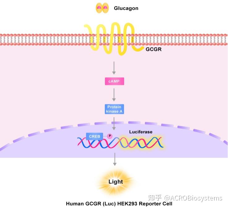 【全球首个】GLP-1R/GIPR/GCGR三激动剂项目启动Ⅲ期临床 - 知乎
