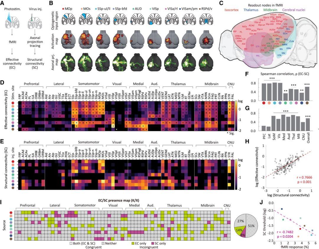 Neuron：整合fMRI与光遗传学的全脑研究 - 知乎