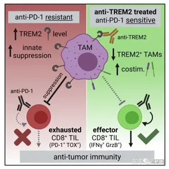 TREM1、TREM2丨髓系细胞表面受体的异军突起 - 知乎