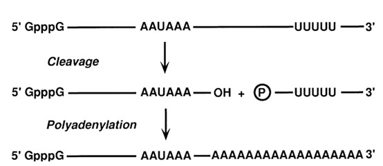 【耀文解读】mRNA篇︱polyA尾序列的设计与优化 - 知乎