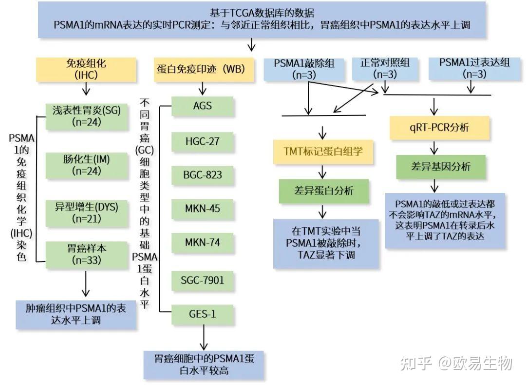 生物学一区TMT标记定量蛋白组学探究胃癌发展潜在机制 - 知乎