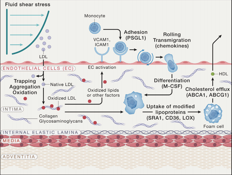 动脉粥样硬化治疗靶点-----基因 - 知乎