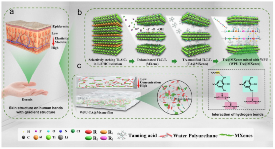 《Adv. Mat.》: 基于PU-TA@MXene Janus结构的柔性传感器 - 知乎
