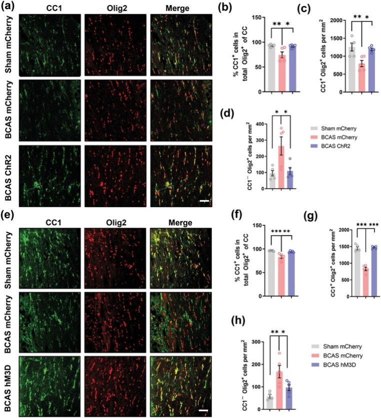 IF=17.521【客户文章】Adv Sci：南京大学徐运教授团队揭示特异性激活内侧前额叶谷氨酸能神经元改善慢性缺血性脑白质损伤 - 知乎