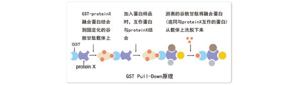 GST pull-down 技术原理及实验流程 - 知乎