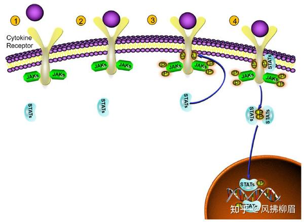 浅谈JAK-STAT信号通路及相关抑制剂 - 知乎