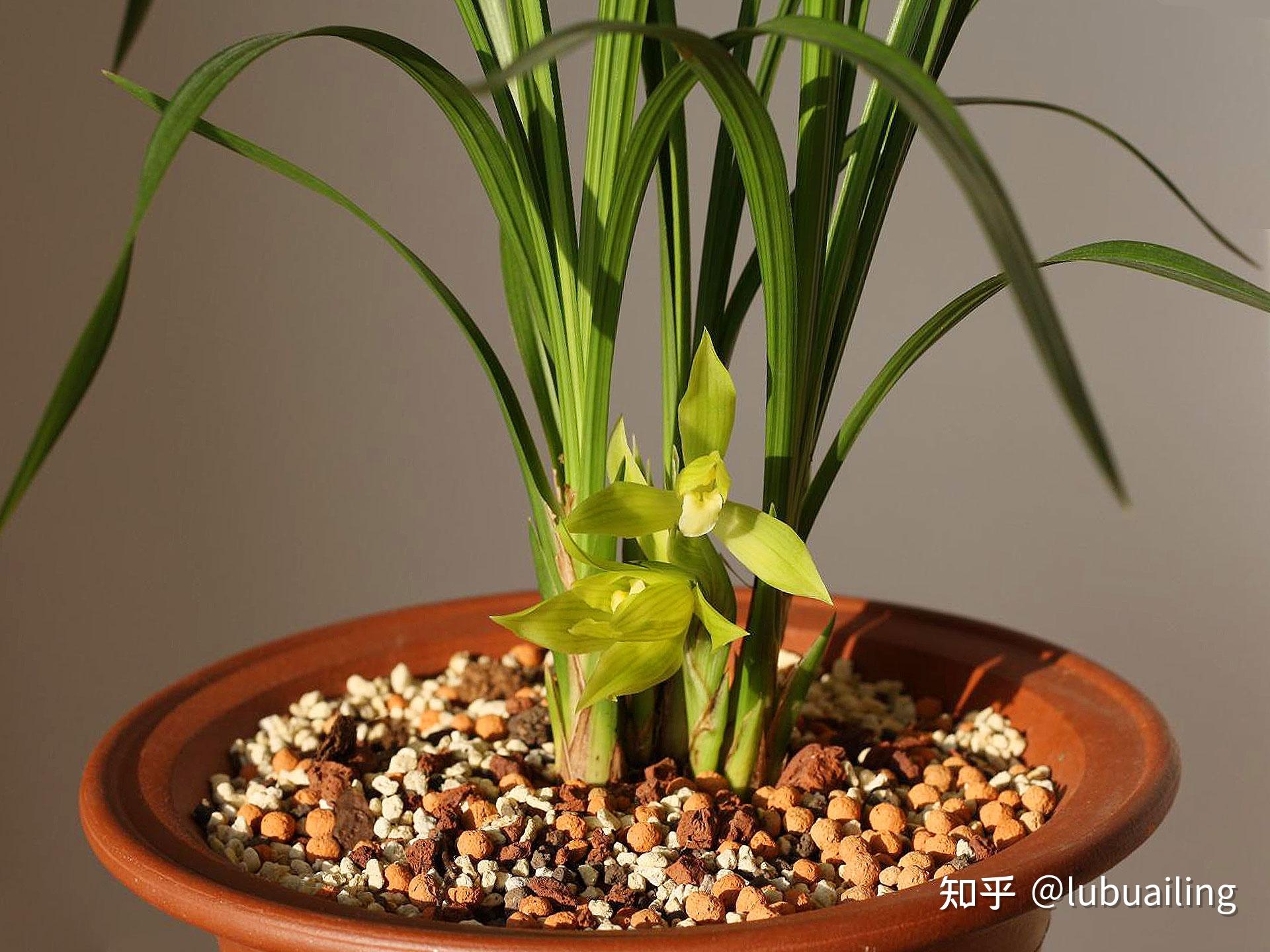 春建西蜀道光‘Xi Shu Dao Guang’ - 知乎