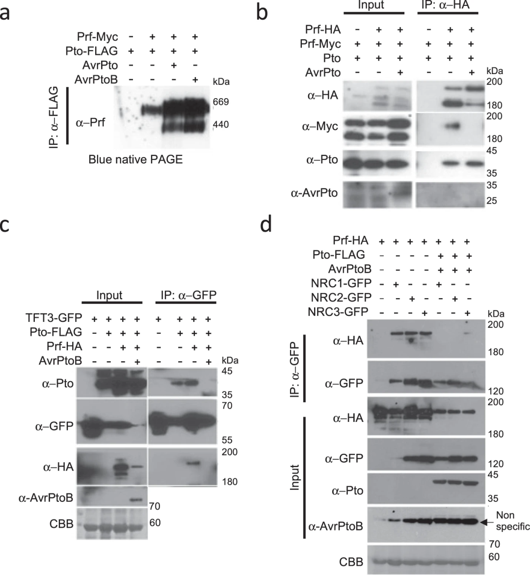 Nature Communications | 研究揭示效应蛋白识别后番茄抗性复合物的动态变化！ - 知乎
