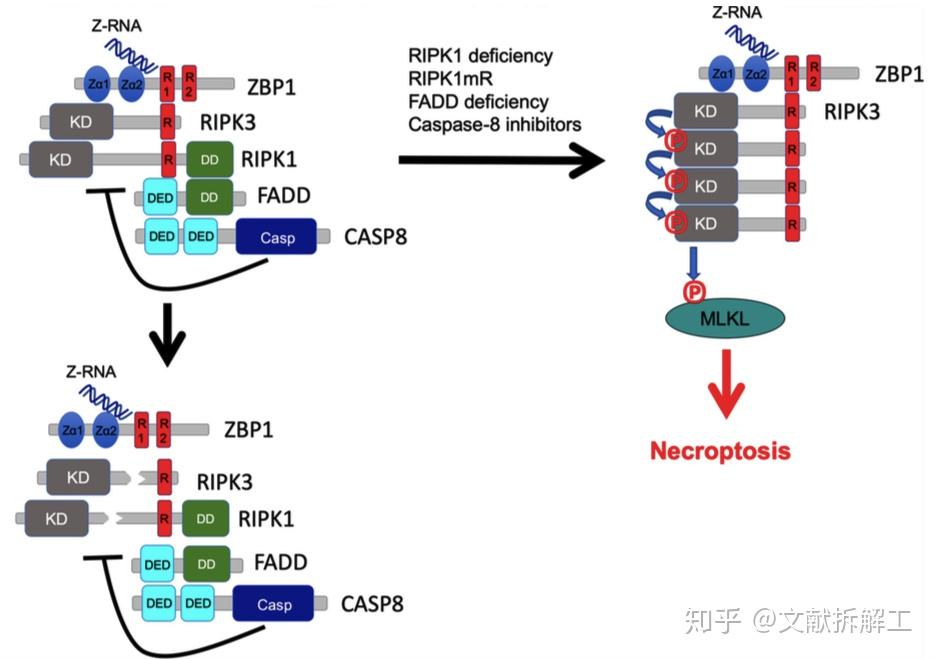 【Nature论文拆解】Z核酸感应触发ZBP1依赖性的坏死性凋亡和炎症反应 - 知乎