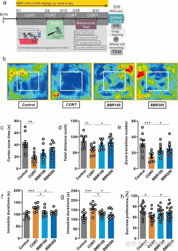 J Neuroinflammation︱香港大学张樟进/上海交通大学王振团队发现经典中药成分小蘖碱（黄连素)的抗抑郁效应 - 知乎