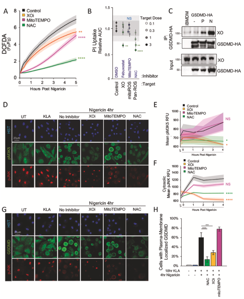 大CDD丨双相 JNK 信号揭示了不同的 MAP3K 复合物引发炎性体形成和细胞焦亡 - 知乎