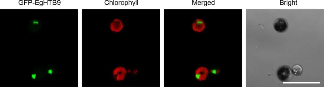 【开讲啦】杨树叶片原生质体的制备和转化protocol - 知乎