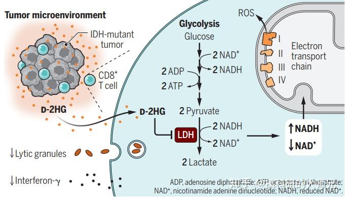 研究生如何进行文献精读？主刊Science教你大热的代谢免疫研究思路—肿瘤细胞分泌促癌代谢物D-2HG抑制CD8 T细胞糖酵解 - 知乎